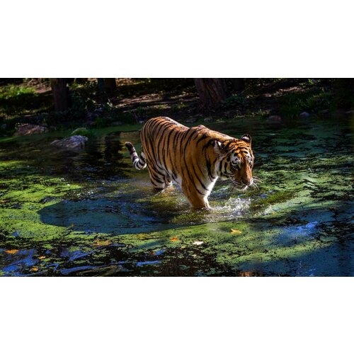 Картина на холсте 60x110 LinxOne "Тигр купается в заросшем пруду" интерьерная для дома / на стену / на кухню / с подрамником