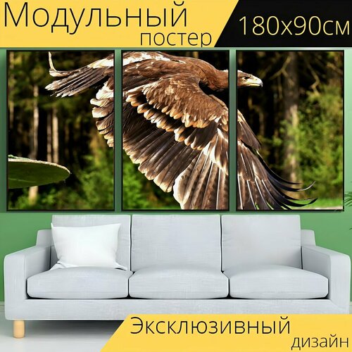Модульный постер "Орел, хищник, хищные птицы" 180 x 90 см. для интерьера