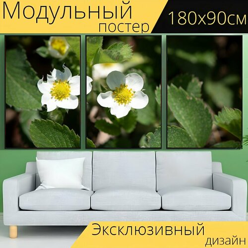 Модульный постер "Цветы клубники, расцветает, белый" 180 x 90 см. для интерьера