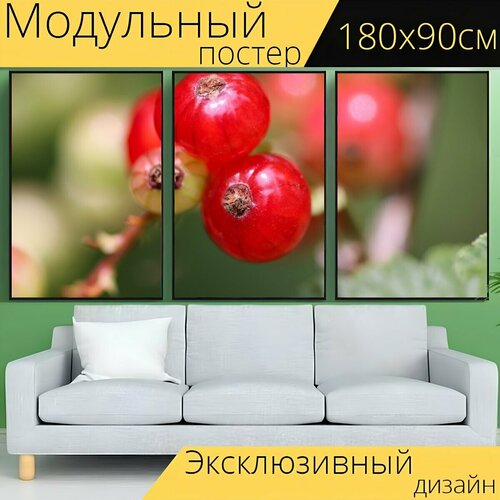 Модульный постер "Смородина, красный, ягода" 180 x 90 см. для интерьера