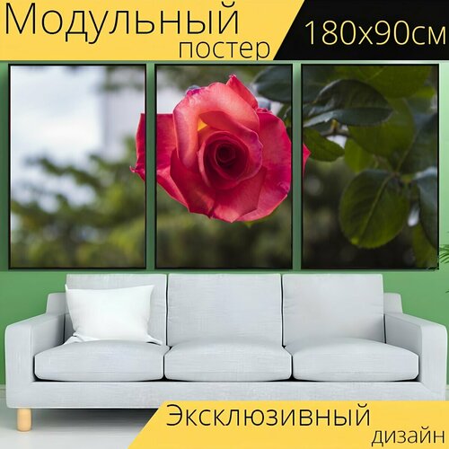 Модульный постер "Роза, сад, блум" 180 x 90 см. для интерьера