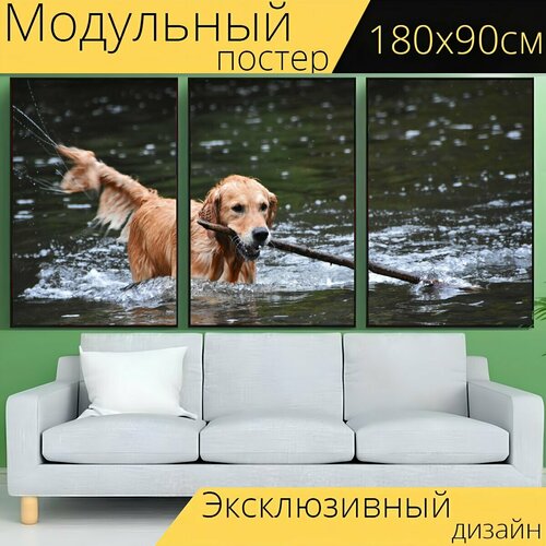 Модульный постер "Собака, золотистый ретривер, собачий" 180 x 90 см. для интерьера