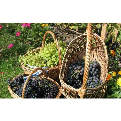 Картина на холсте 60x110 LinxOne "Виноград, корзины, грозди, сад" интерьерная для дома / на стену / на кухню / с подрамником