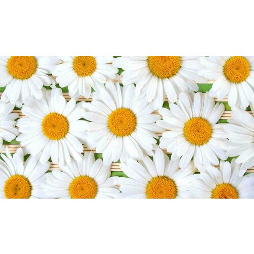 Картина на холсте 60x110 LinxOne "Ромашки, цветы, лепестки, белоснежные, композиция" интерьерная для дома / на стену / на кухню / с подрамником