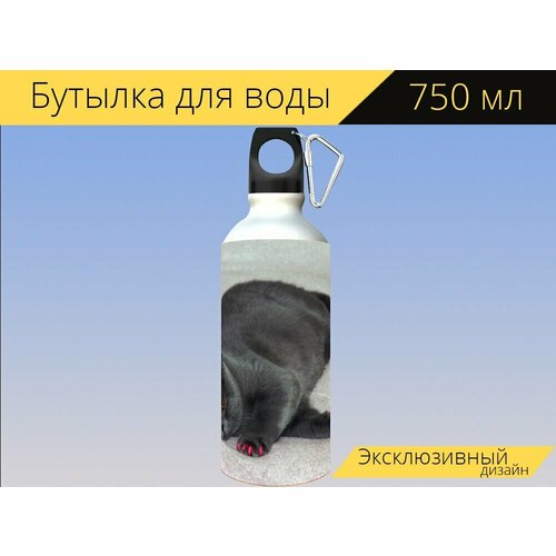 Бутылка фляга для воды "Британский кот, серый кот, толстый кот" 750 мл. с карабином и принтом