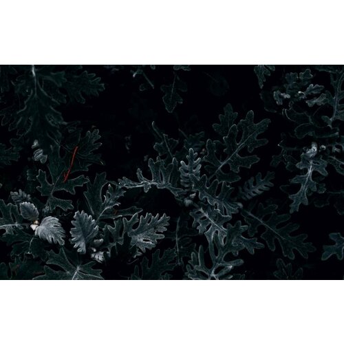 Картина на холсте 60x110 LinxOne "Куст, листья, макро, темный" интерьерная для дома / на стену / на кухню / с подрамником