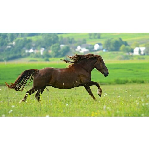 Картина на холсте 110x60 LinxOne "Лошадь зелень лето коричневый" интерьерная для дома / на стену / на кухню / с подрамником