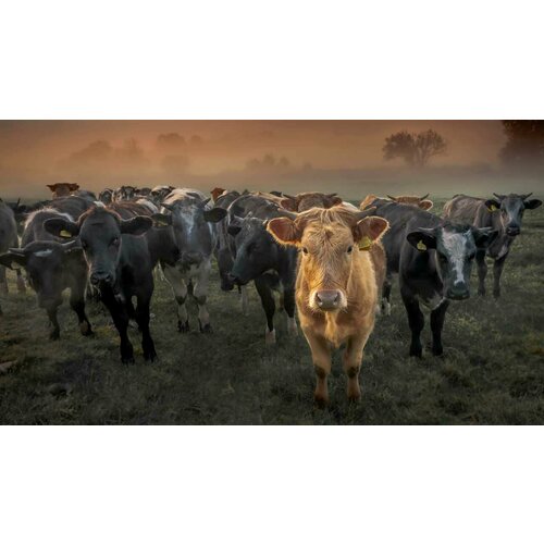 Картина на холсте 60x110 LinxOne "Большое стадо домашних коров" интерьерная для дома / на стену / на кухню / с подрамником