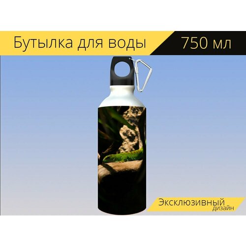 Бутылка фляга для воды "Ящерица, зеленый, тропический" 750 мл. с карабином и принтом
