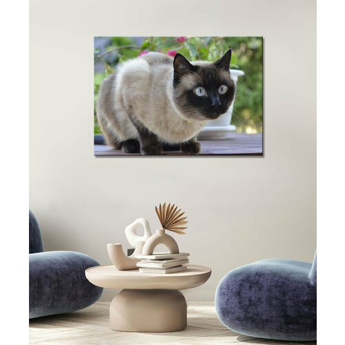 Картина - кошка, сиамская кошка, домашняя кошка, ласковая кошка, короткошерстная кошка, кот (89) 50х70