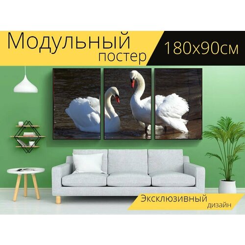 Модульный постер "Два, белый, лебеди" 180 x 90 см. для интерьера