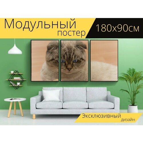 Модульный постер "Шотландский вислоухий кот, кот, домашнее животное" 180 x 90 см. для интерьера