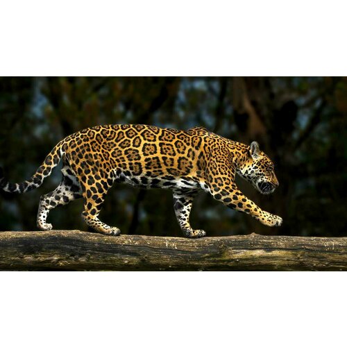 Картина на холсте 60x110 LinxOne "Хищник бревно дикая кошка ягуар" интерьерная для дома / на стену / на кухню / с подрамником