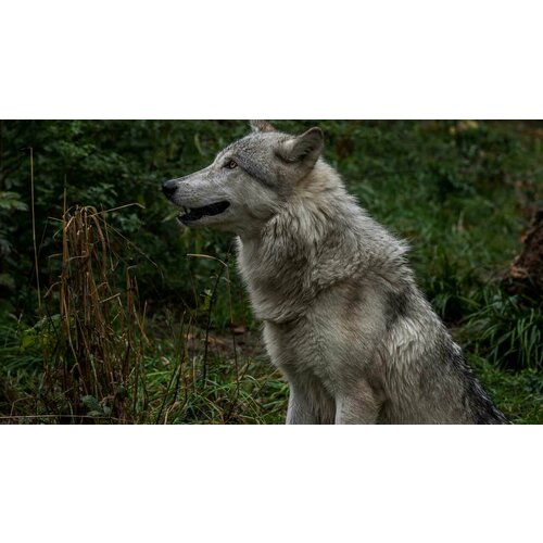 Картина на холсте 60x110 LinxOne "Волк профиль хищник" интерьерная для дома / на стену / на кухню / с подрамником