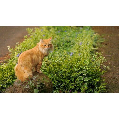 Картина на холсте 60x110 LinxOne "Камень кот рыжий цветы трава" интерьерная для дома / на стену / на кухню / с подрамником