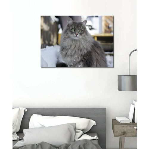 Картина - кошка, сибирская кошка, домашняя кошка, ласковая кошка, полудлинношёрстная кошка, кот (105) 20х30