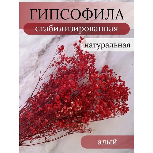 Сухоцветы гипсофила букет (цвет красный)