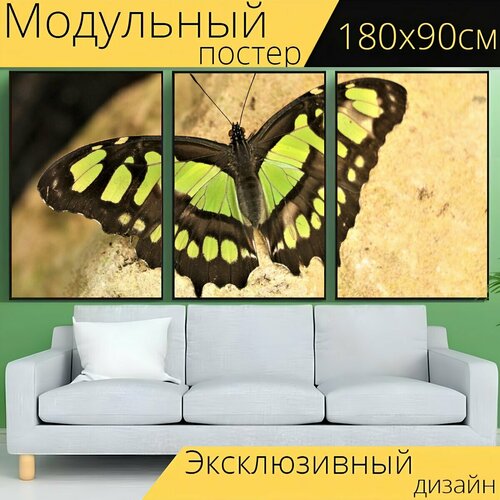 Модульный постер "Бабочка, природа, малахитовая" 180 x 90 см. для интерьера