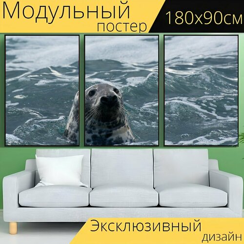 Модульный постер "Тюлень, море, дикая природа" 180 x 90 см. для интерьера