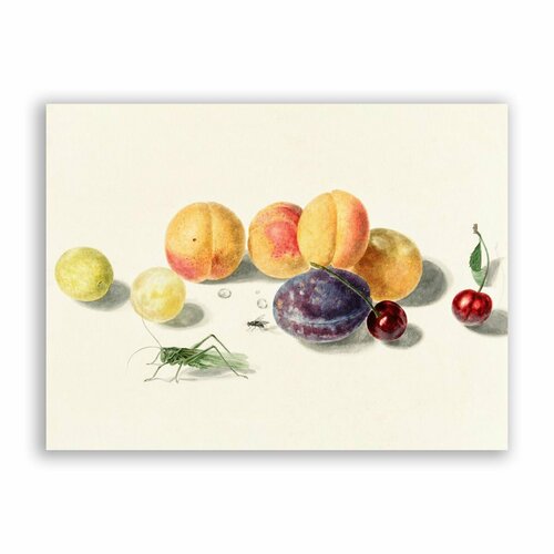 Картина на холсте, репродукция / Михил ван Хейсум - Fruits / Размер 30 x 40 см