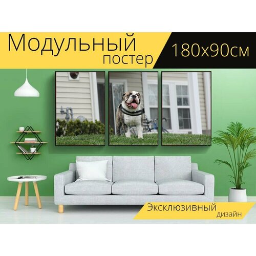 Модульный постер "Собака, бульдог, английский бульдог" 180 x 90 см. для интерьера