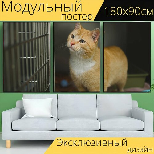 Модульный постер "Домашняя кошка, кошачьи глаза, рыжий кот" 180 x 90 см. для интерьера