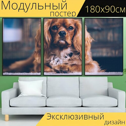 Модульный постер "Браун, волосы, собака" 180 x 90 см. для интерьера