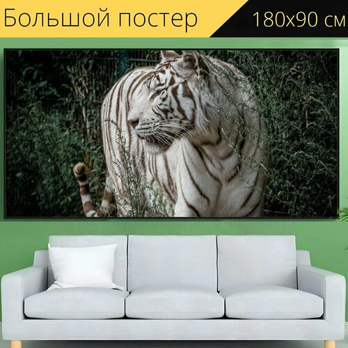 Большой постер "Тигр, белый тигр, хищник" 180 x 90 см. для интерьера