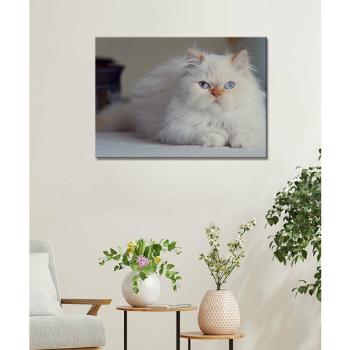 Картина - кошка, персидская кошка, домашняя кошка, ласковая кошка, кот (310) 50х70