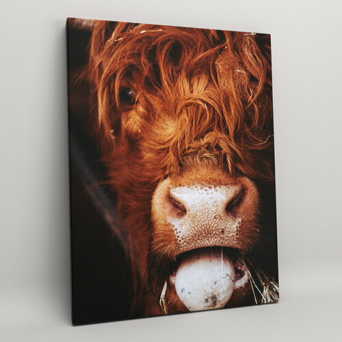 Картина на холсте (интерьерный постер) "Лохматый молодой теленок", с деревянным подрамником, размер 45x60 см