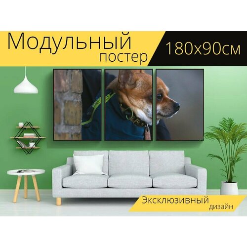Модульный постер "Собака, чихуахуа, животные" 180 x 90 см. для интерьера