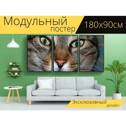 Модульный постер "Кошка, животное, смешной кот" 180 x 90 см. для интерьера