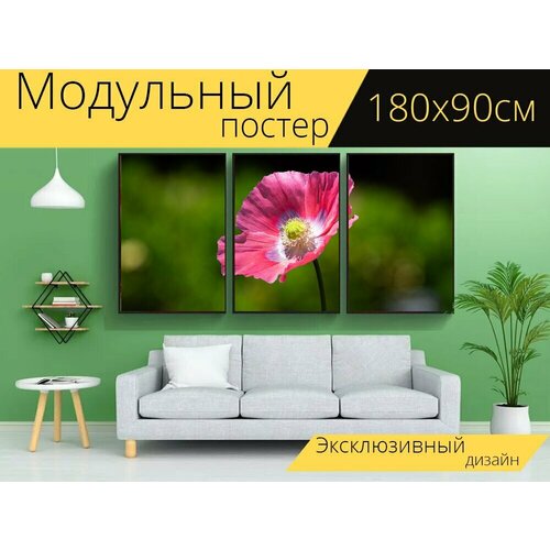 Модульный постер "Мак, цветок, лепестки" 180 x 90 см. для интерьера