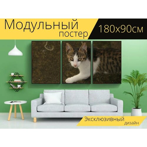 Модульный постер "Кошка, кошачий, лицо" 180 x 90 см. для интерьера