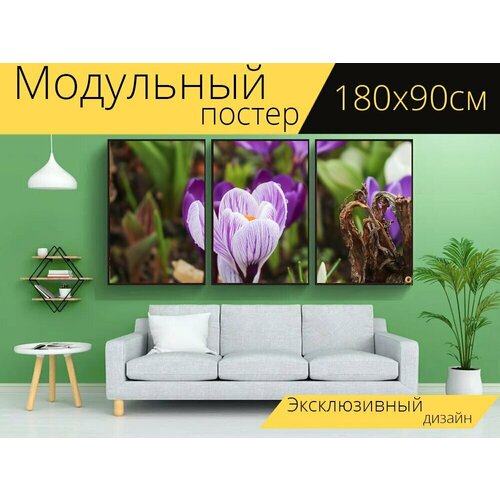 Модульный постер "Крокус, крокусы, весна" 180 x 90 см. для интерьера