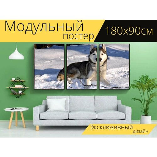 Модульный постер "Хаски, собака, сибирский хаски" 180 x 90 см. для интерьера