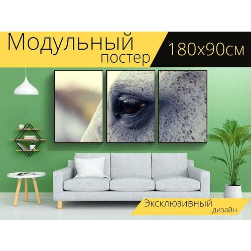 Модульный постер "Лошадь, серая лошадь, глаз" 180 x 90 см. для интерьера