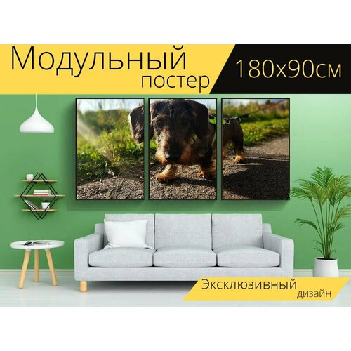 Модульный постер "Такса, собака, браун" 180 x 90 см. для интерьера