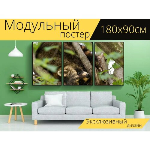 Модульный постер "Животное, енот, дикая природа" 180 x 90 см. для интерьера