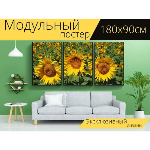 Модульный постер "Подсолнечное поле, подсолнух, летом" 180 x 90 см. для интерьера