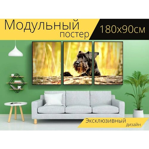 Модульный постер "Цвергшнауцер, чернить, собака" 180 x 90 см. для интерьера