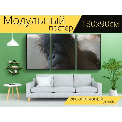 Модульный постер "Обезьяна, орангутанг, животное" 180 x 90 см. для интерьера