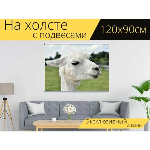 Картина на холсте "Альпака, животное, домашний скот" с подвесами 120х90 см. для интерьера