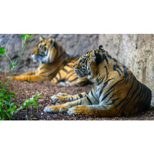 Картина на холсте 110x60 LinxOne "Хищники суматранский тигр парочка" интерьерная для дома / на стену / на кухню / с подрамником