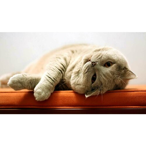 Картина на холсте 60x110 LinxOne "Кошка кот лежанка" интерьерная для дома / на стену / на кухню / с подрамником