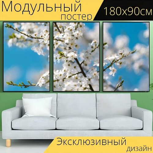 Модульный постер "Белые цветки, цветение вишни, сакура" 180 x 90 см. для интерьера