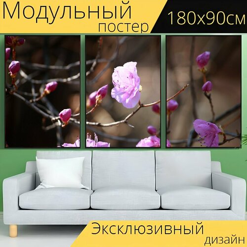 Модульный постер "Азалия, азалии цветок, весна" 180 x 90 см. для интерьера