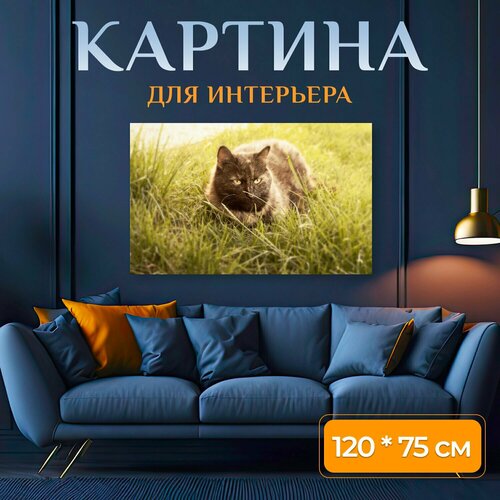Картина на холсте "Похмелье, наслаждаясь солнцем, домашняя кошка" на подрамнике 120х75 см. для интерьера