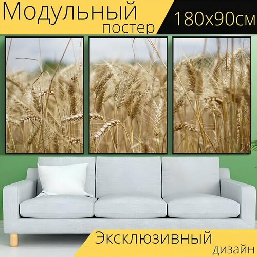 Модульный постер "Пшеничное поле, пшеница, пшеницы выращивание" 180 x 90 см. для интерьера