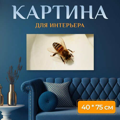 Картина на холсте "Пчела, насекомое, перепончатокрылые" на подрамнике 75х40 см. для интерьера